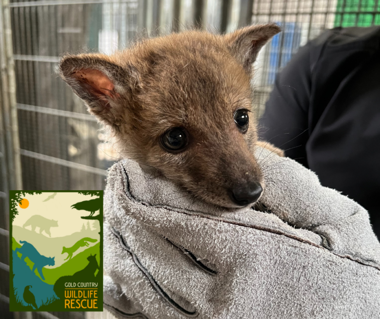 What is Wildlife Baby Season? - Gold Country Wildlife Rescue